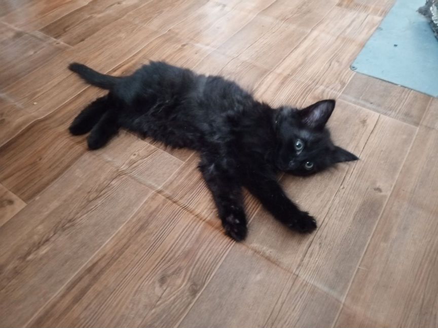 Отдам котенка в добрые руки