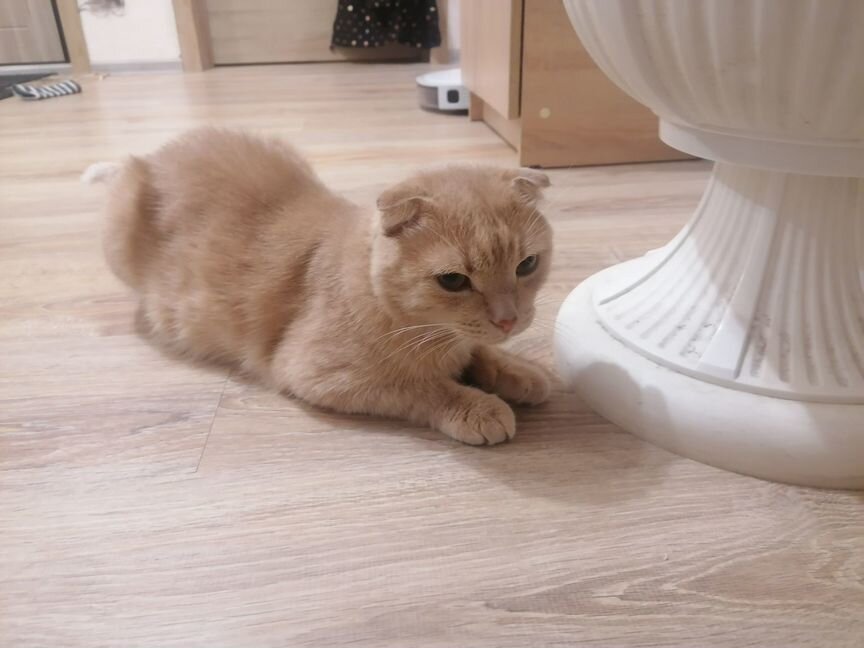 Отдам кота в добрые руки