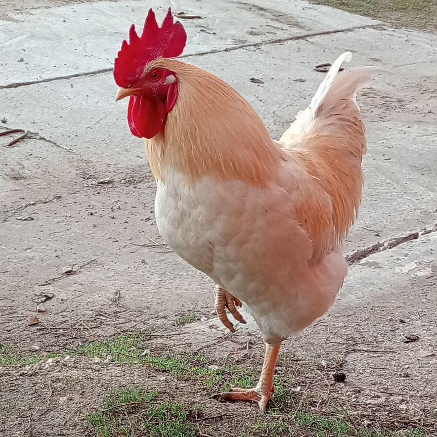 Молодые петушки