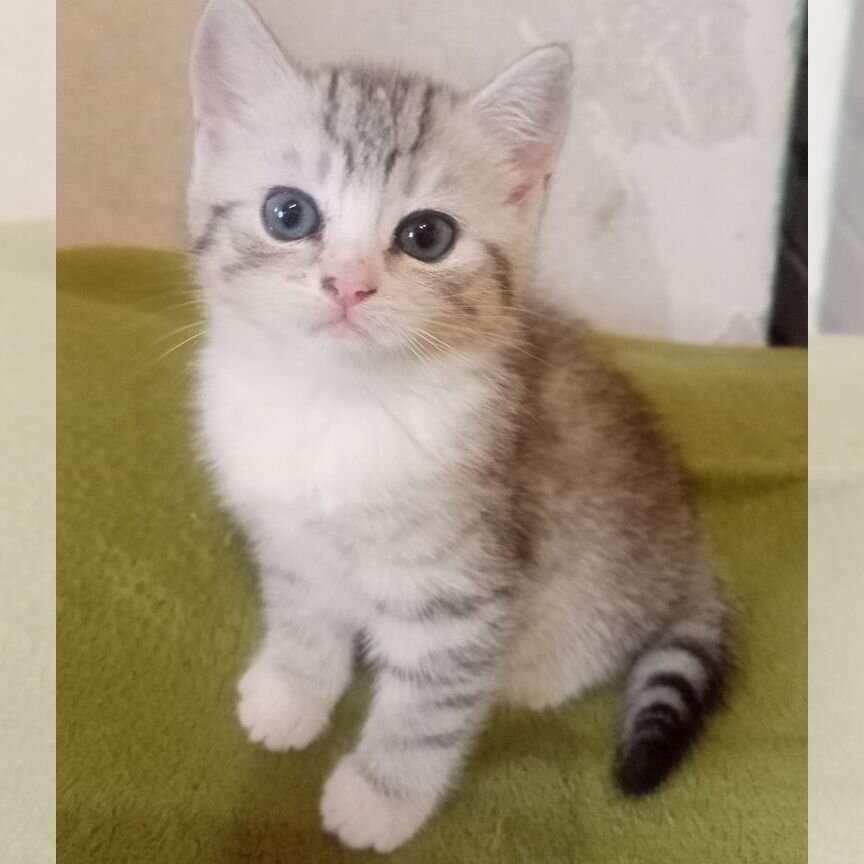 Британская девочка котенок