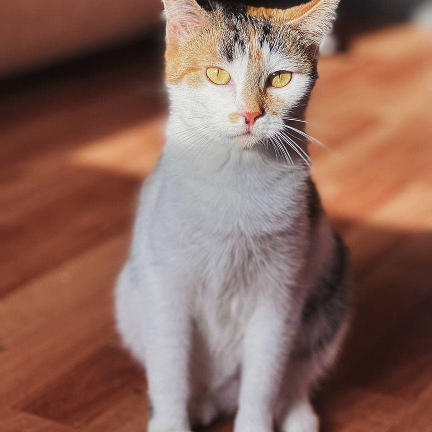 Кошечка хочет домой