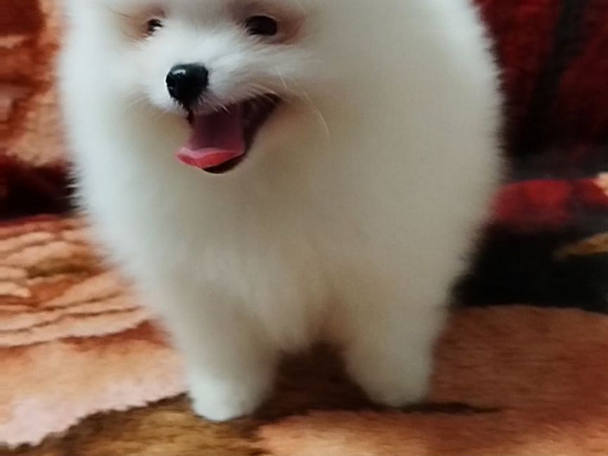 Девочка Пом шпиц