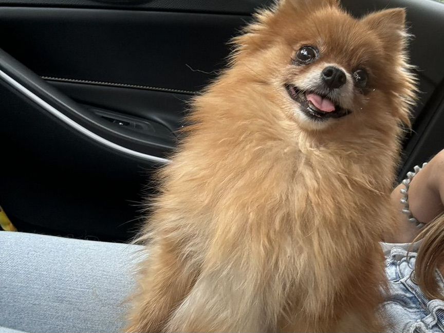 Микро Лисичка