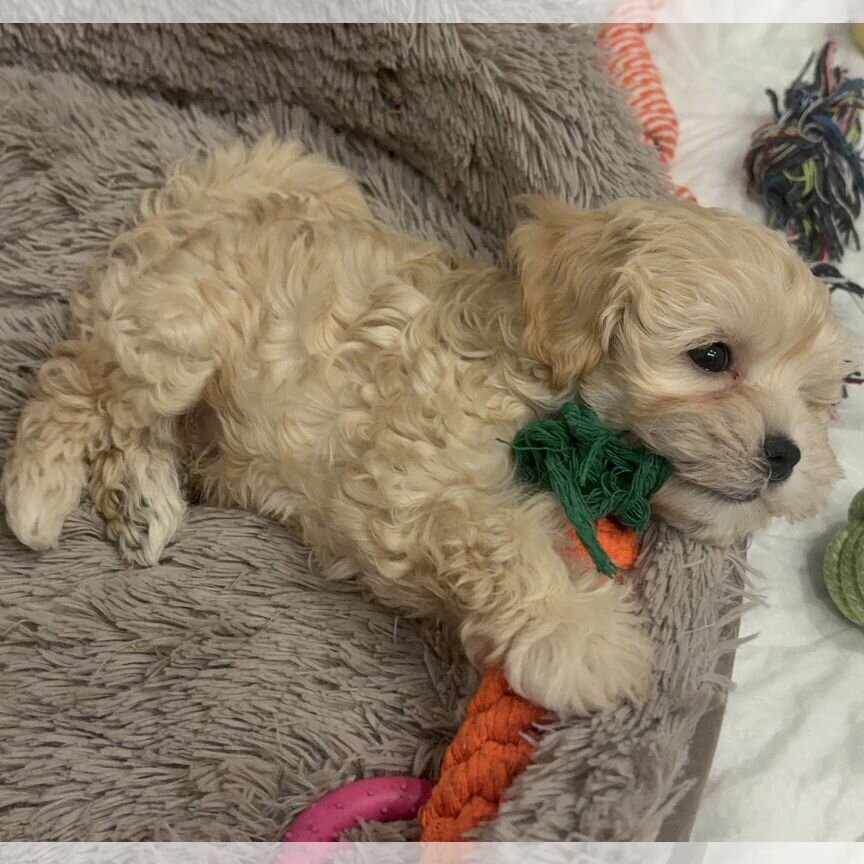 Мальтипу, щенок