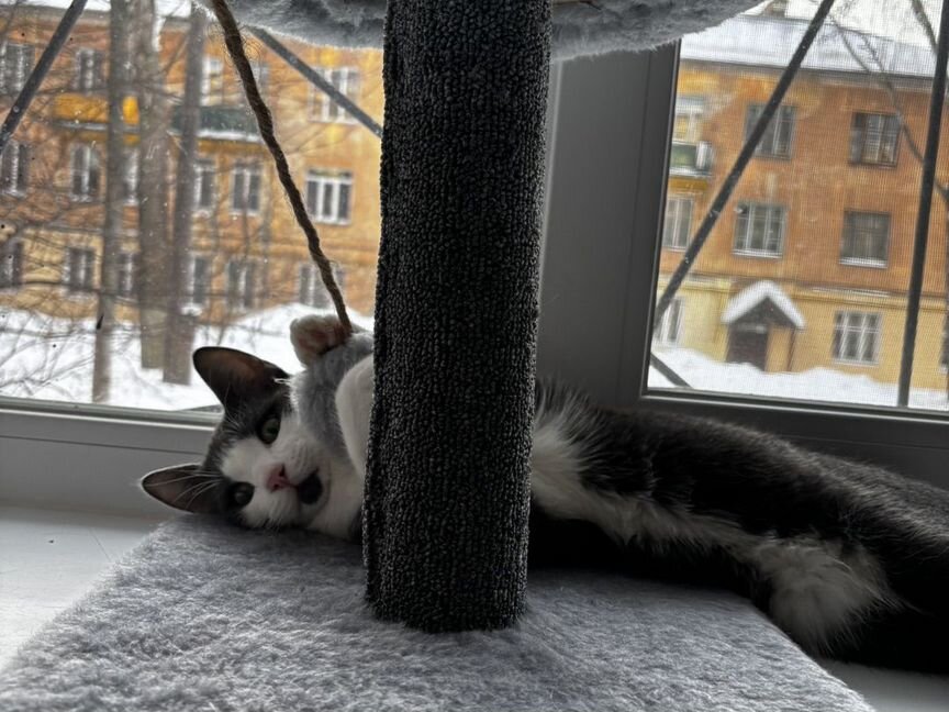 Когтеточка