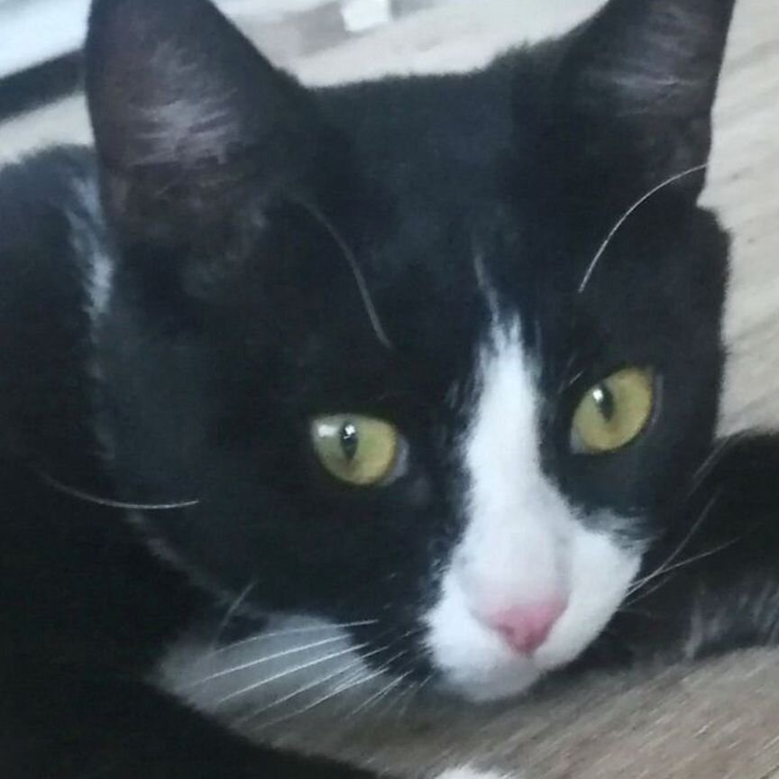 Котик ищет дом