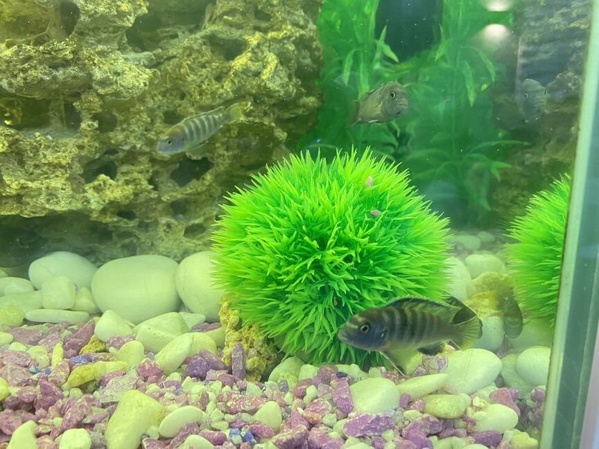 Отдам всех цихлид