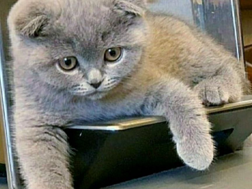 Плюшевые бутузики