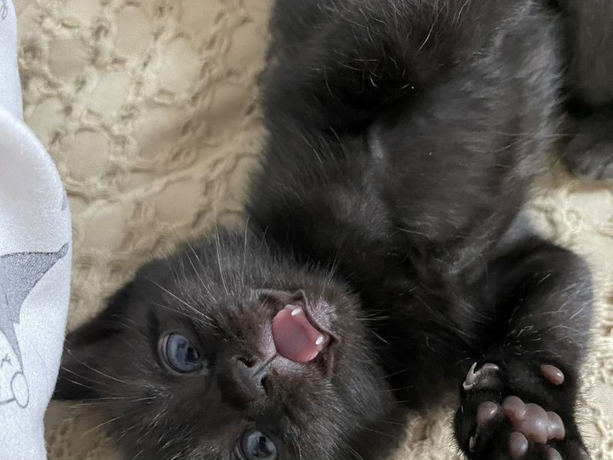 Котята