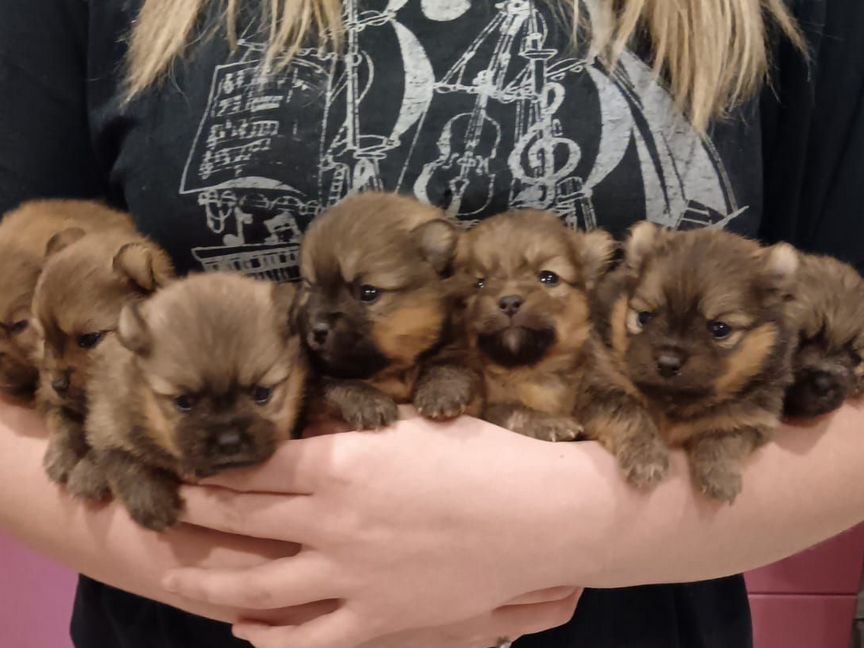 Мини померанцы