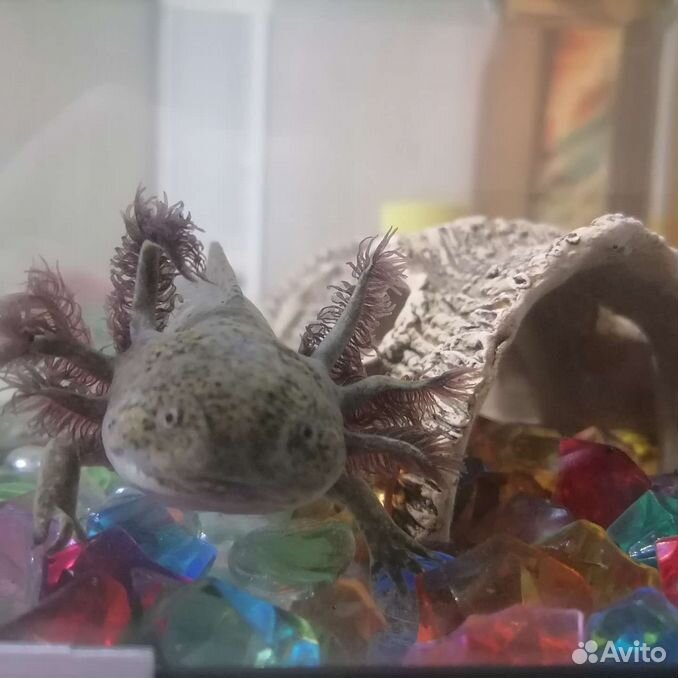 Аксолотль с аквариумом