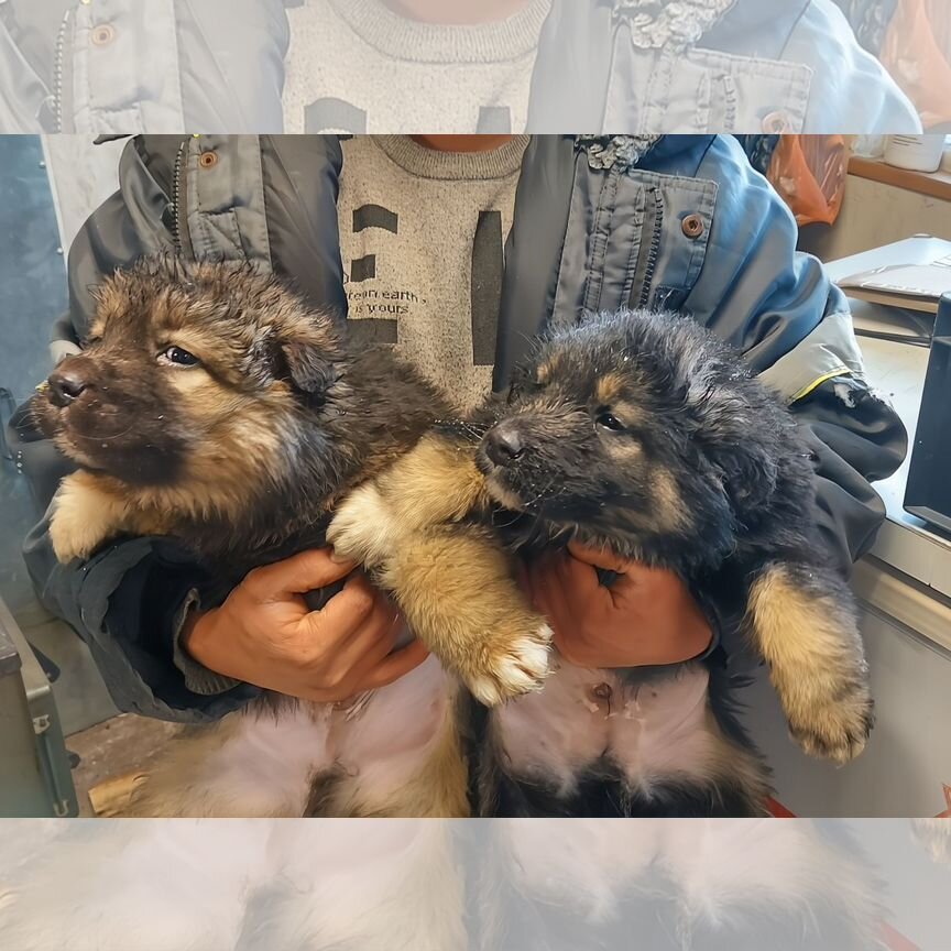 Московская сторожевая, щенок