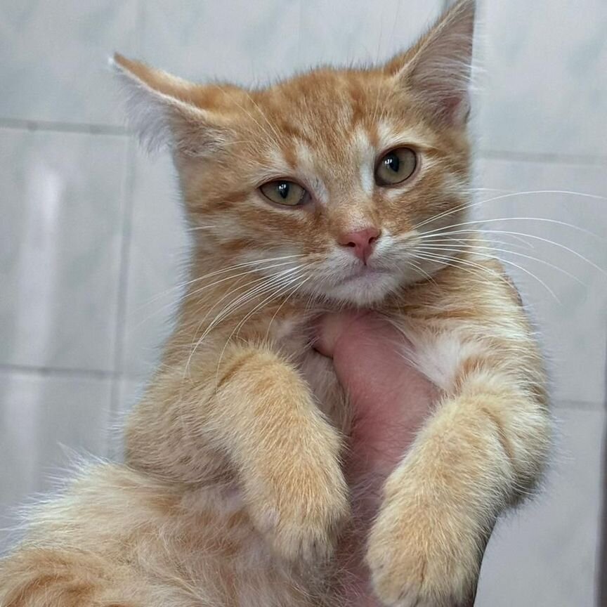 Рыжий добрый котёнок