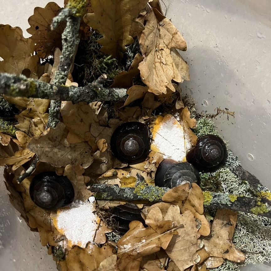 Древесные улитки