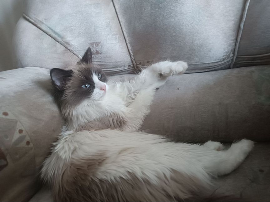 Кошка регдолл на вязку