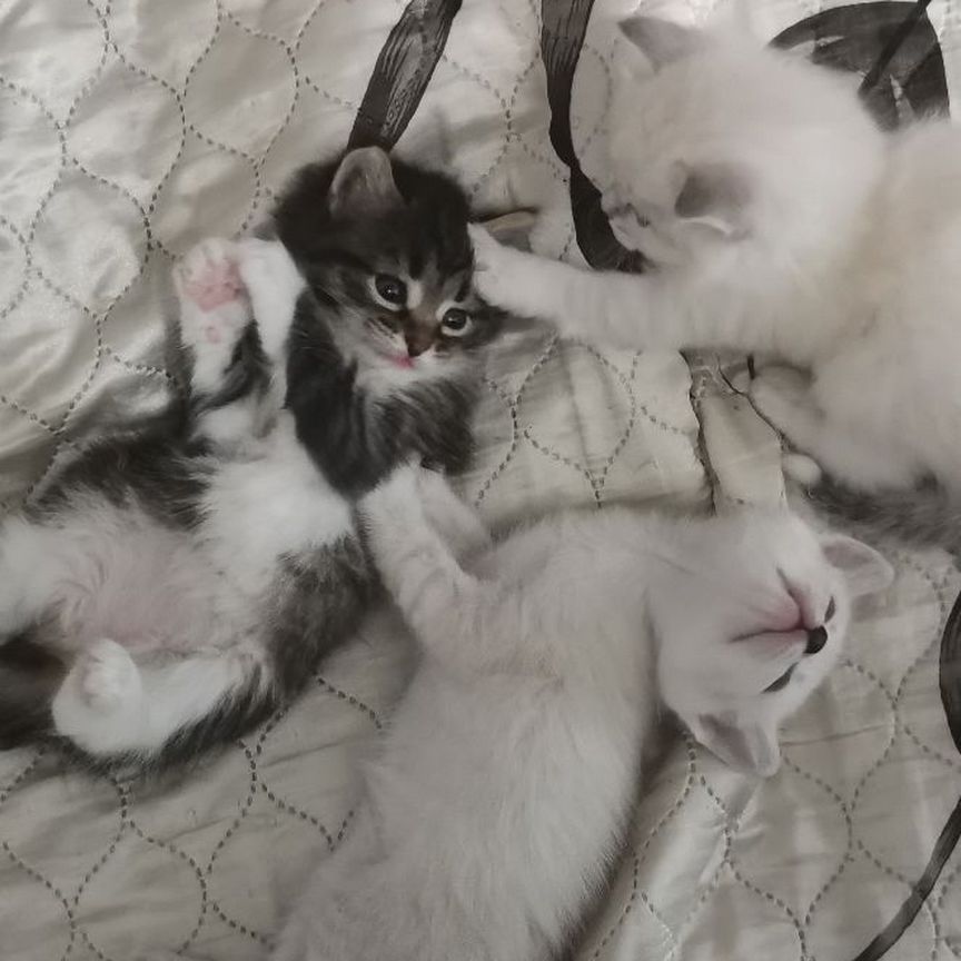 Котятки в добрые руки