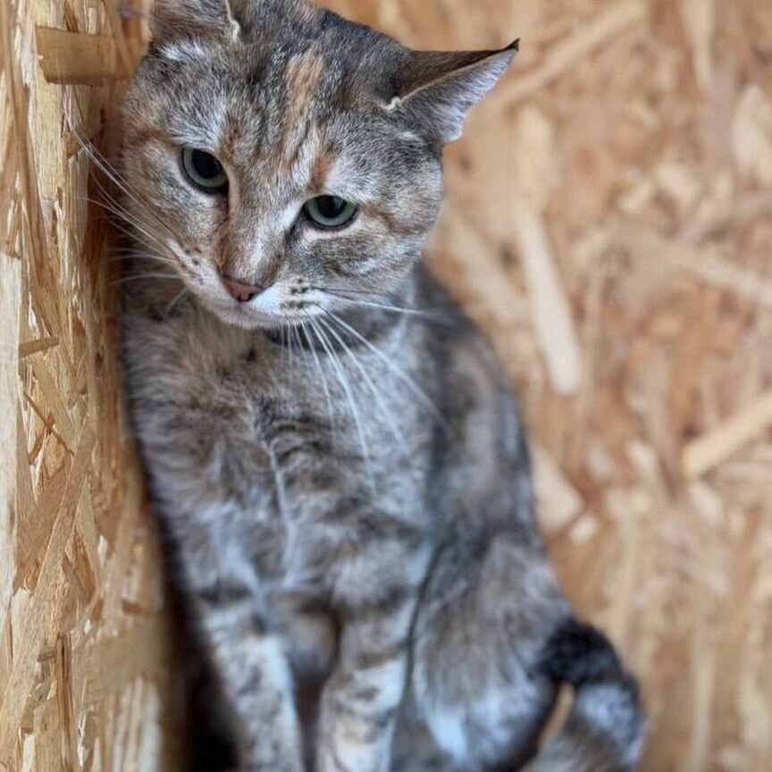 Нежная кошечка в добрые руки