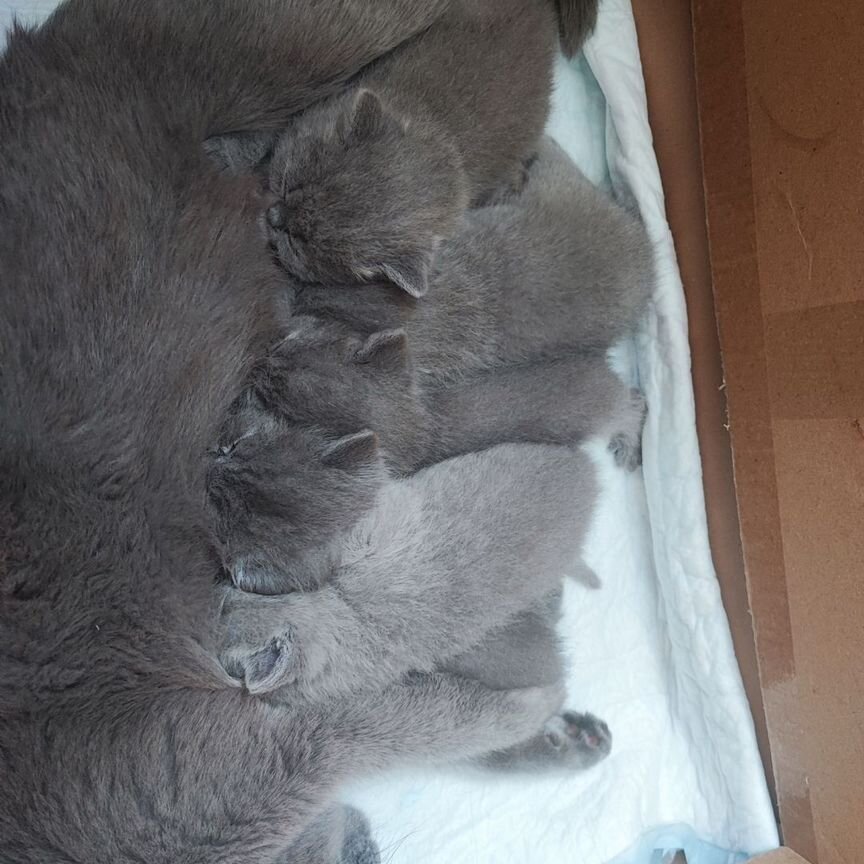 Британские котята