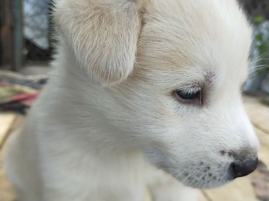 Собака лайка маламут