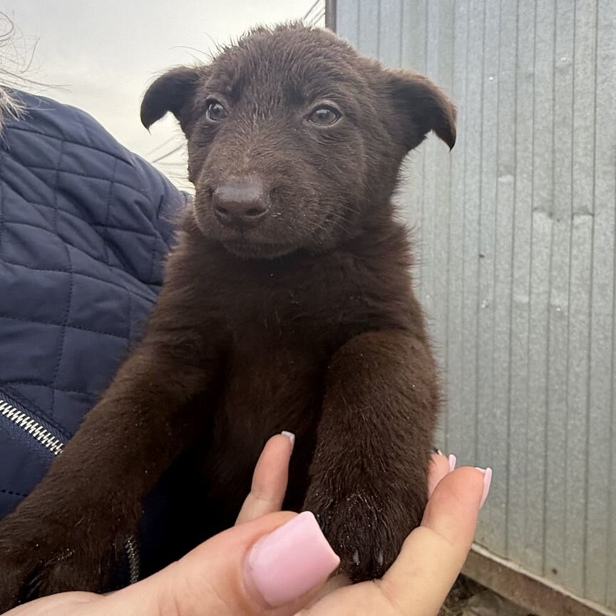 Щенок в добрые руки