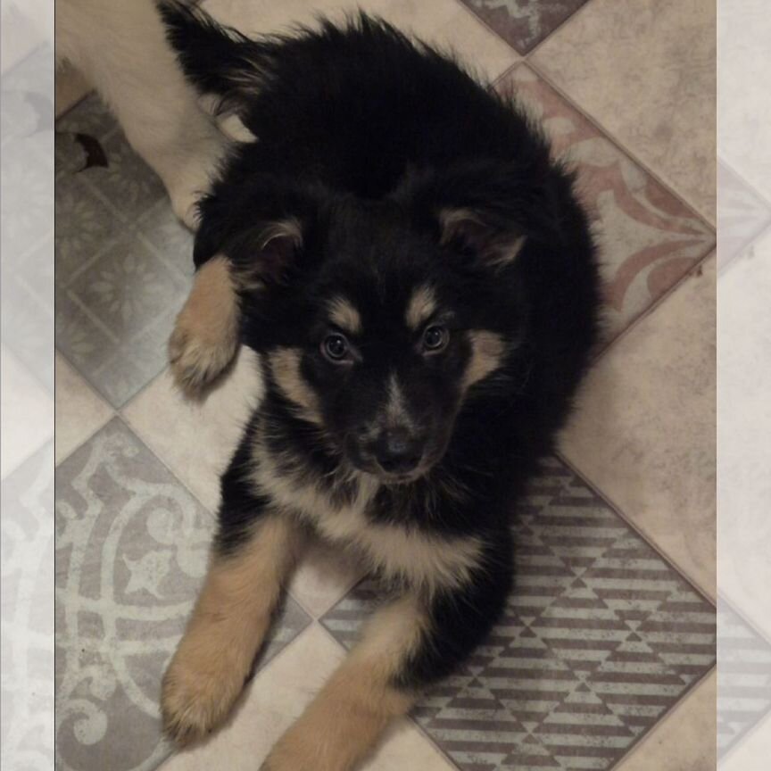 Щенок в добрые руки