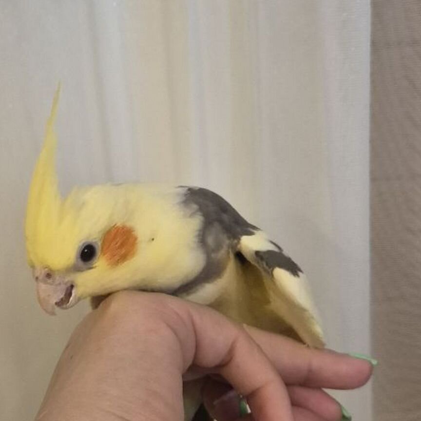 Попугай корелла мальчик девочка