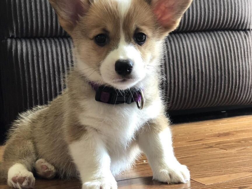 Вельштерьер корги