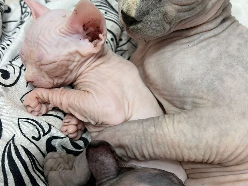 Канадский сфинкс эльф