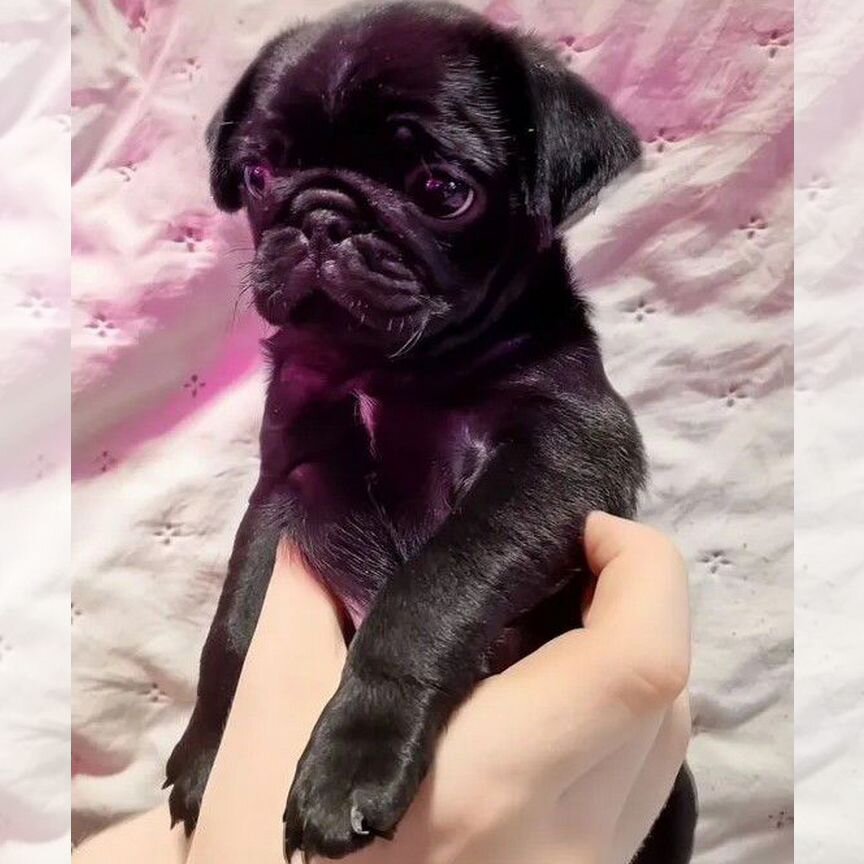 Мопс, щенок