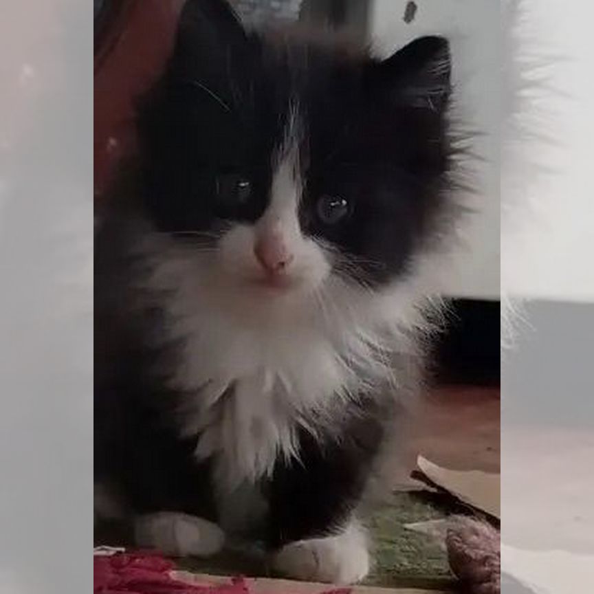 Котёнок в добрые руки
