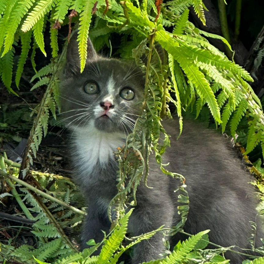 Котята в добрые руки 2 месяца