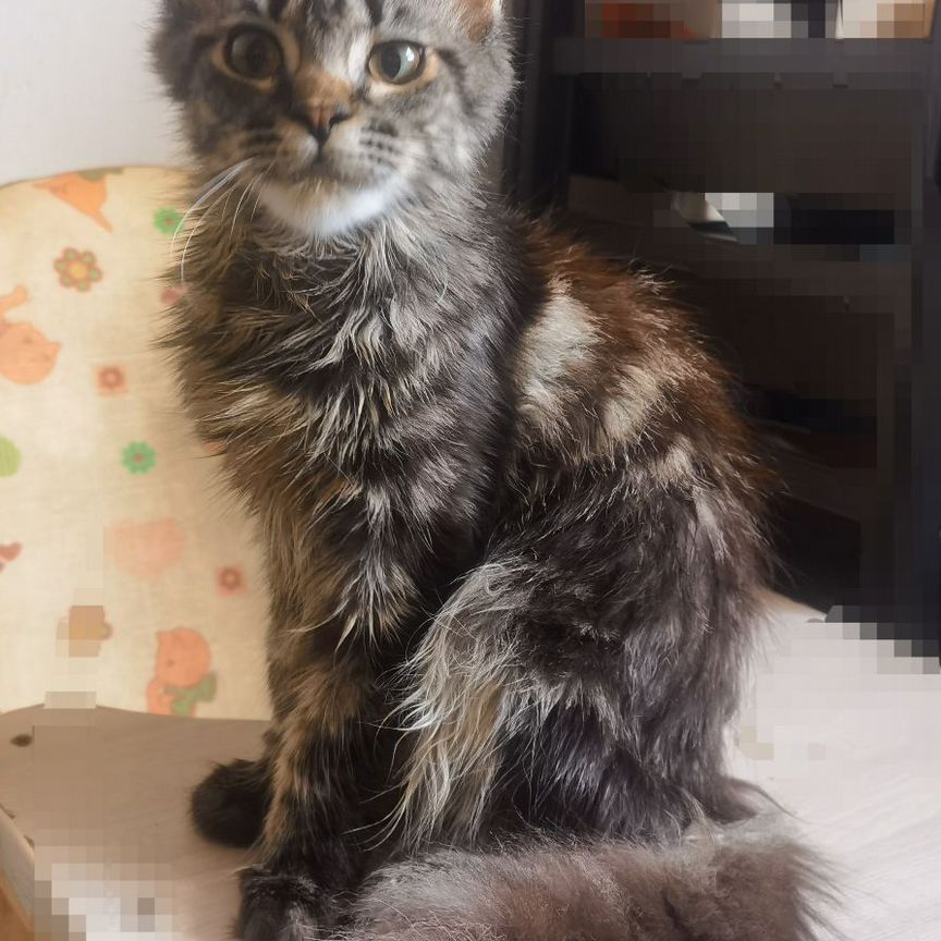 Северо-американская полудлинношерстная кошечка