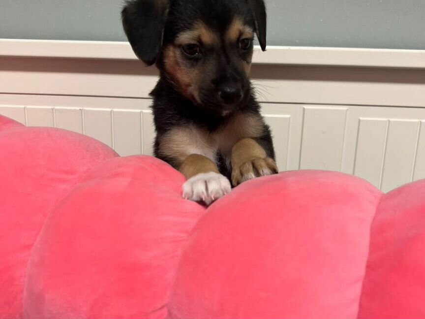 Маленькие собачки в приюте