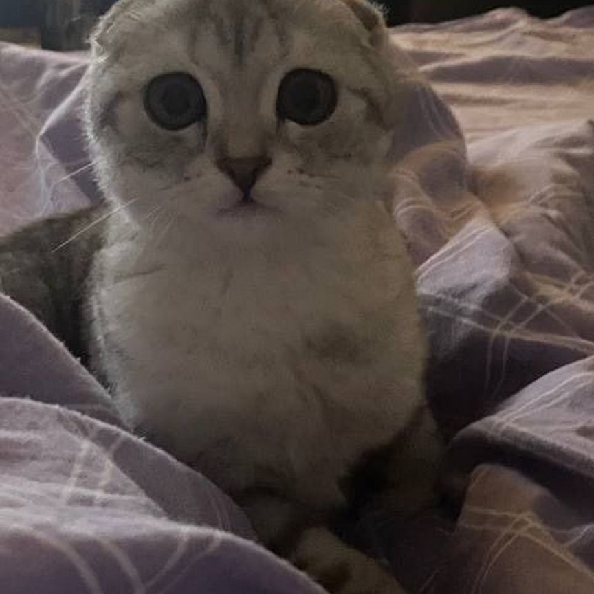 Шотландская вислоухая кошка