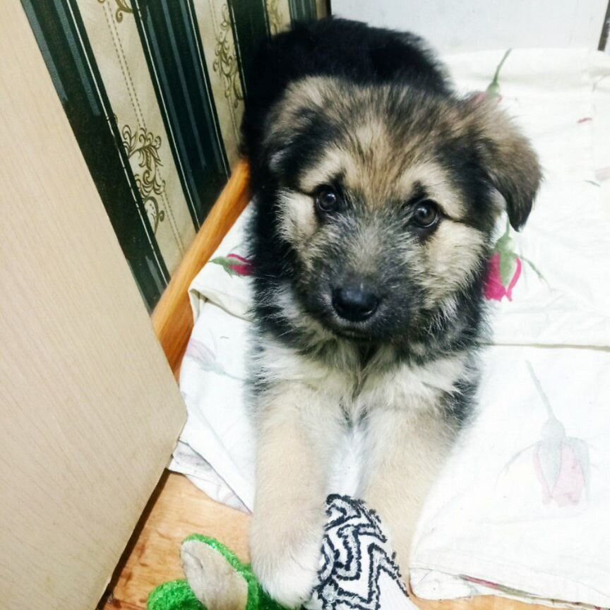 Щенок в добрые руки