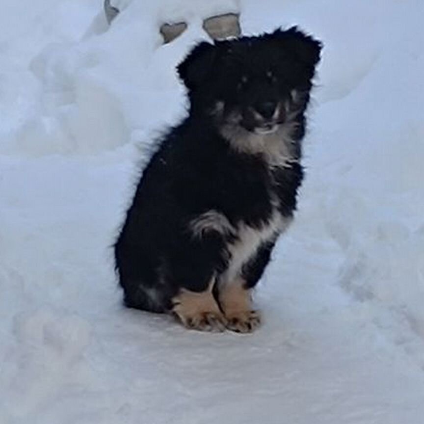 Щенок в добрые руки