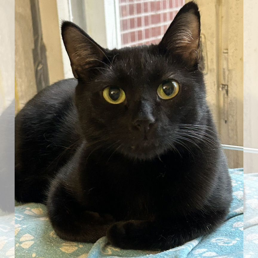 Котик ищет дом, кот в доьрые руки