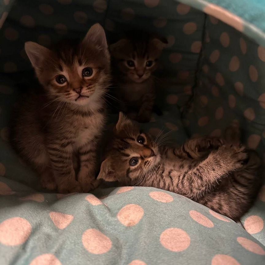 Котята в добрые руки