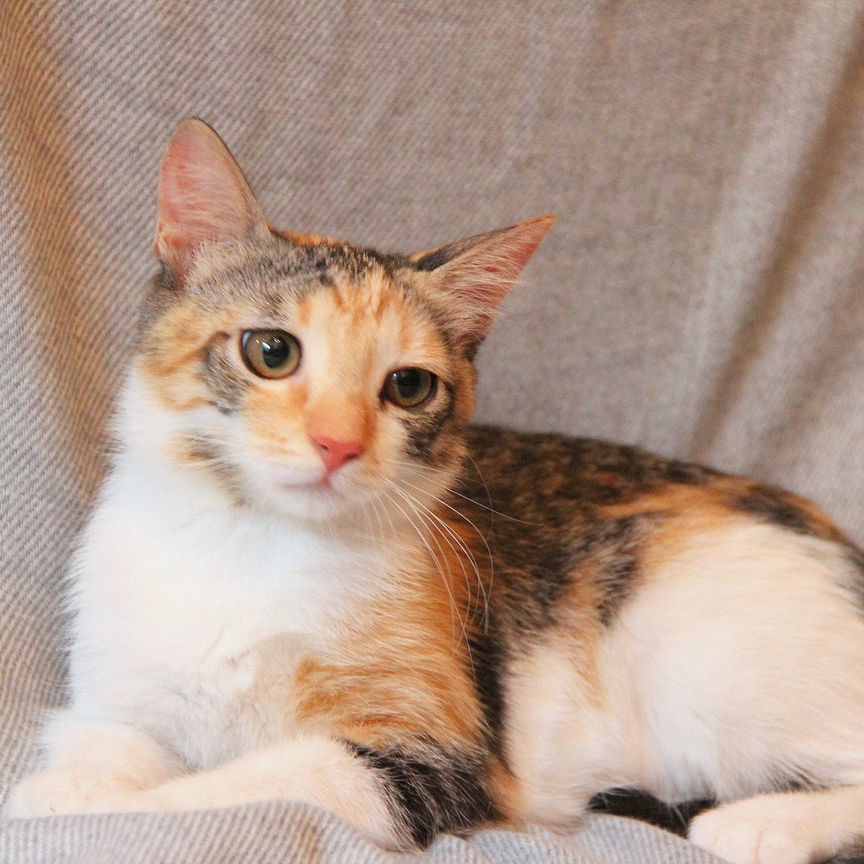 Котенок девочка в надежные руки