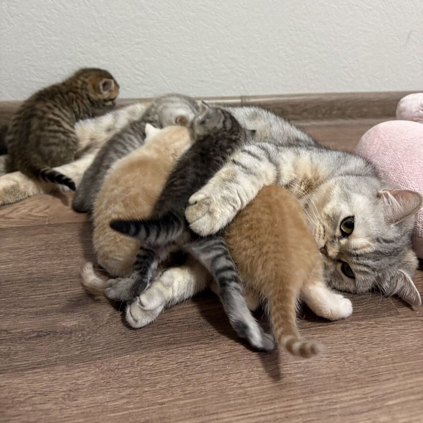 Шотландский прямоухий длинношёрстный котёнок