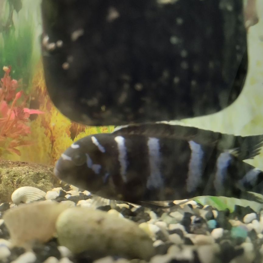 Аквариумные рыбы бесплатно