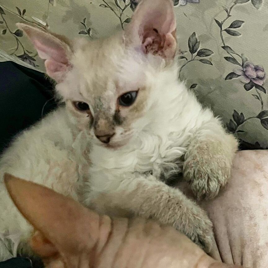 Корниш-рекс котёнок