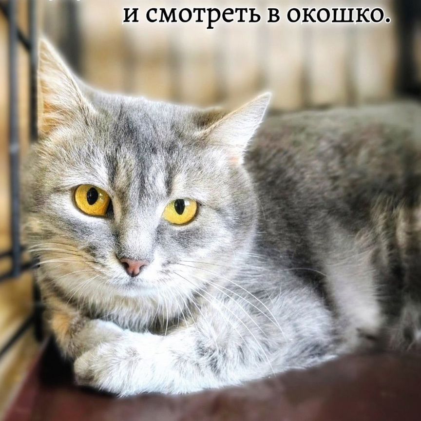Взрослая, кошка в добрые руки
