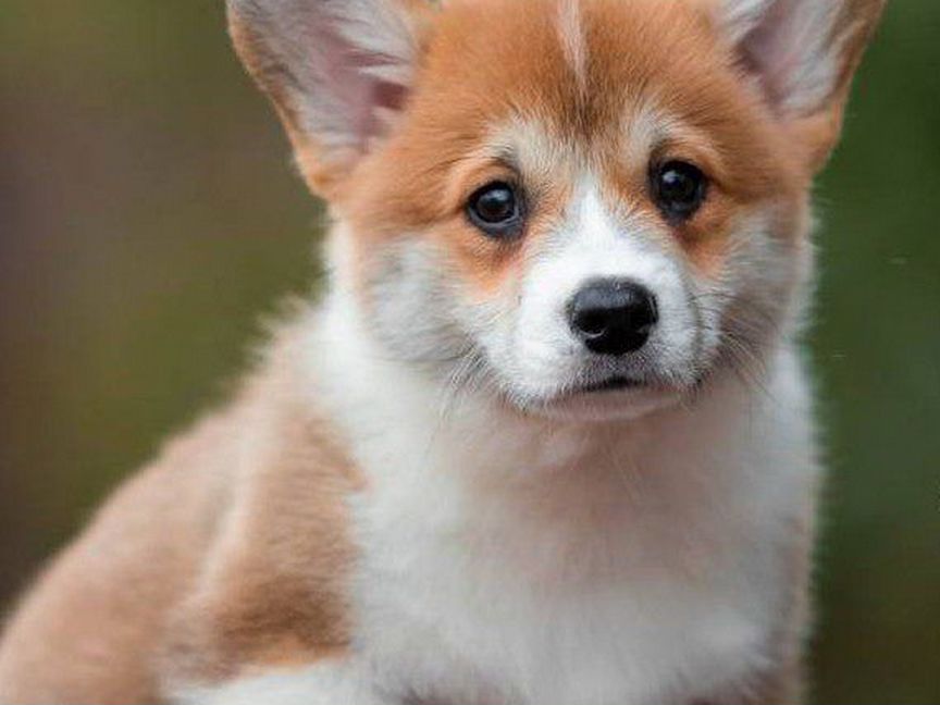 Вельш-корги