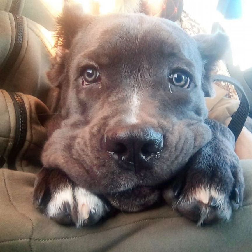 Кане корсо щенок