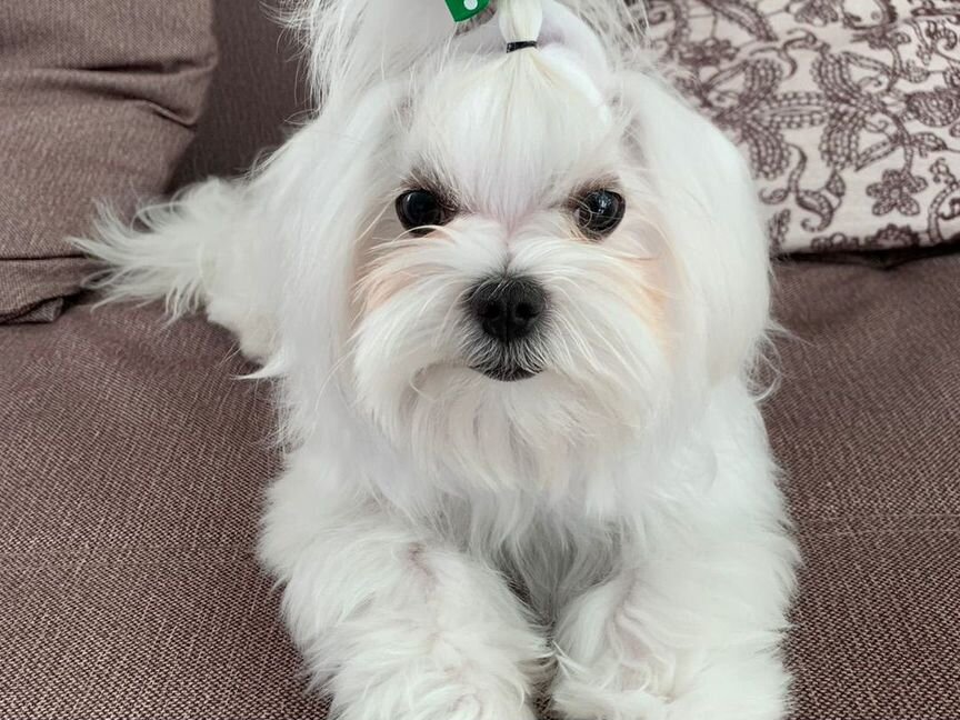 Мальтийская болонка вязка, мальчик 2 года