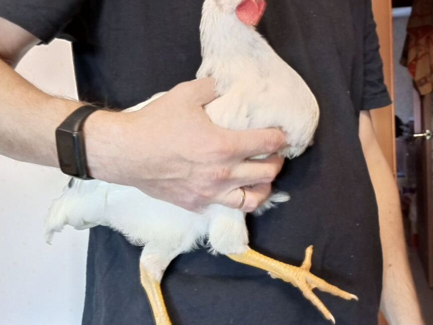 Петух молодой для куриц