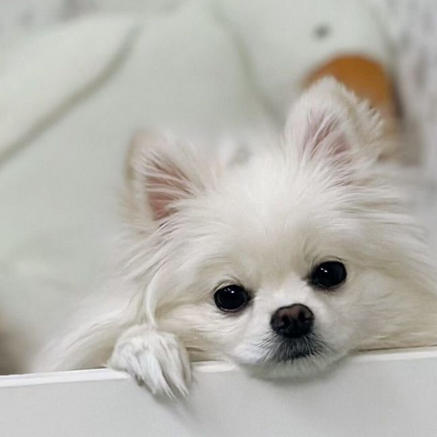 Помераночка