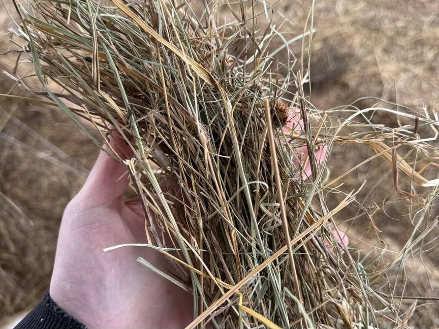 Сено от 30 рулонов оптом