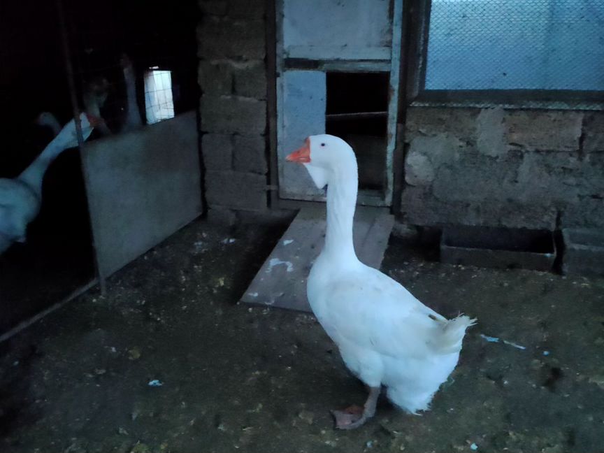 Холмогорские гуси